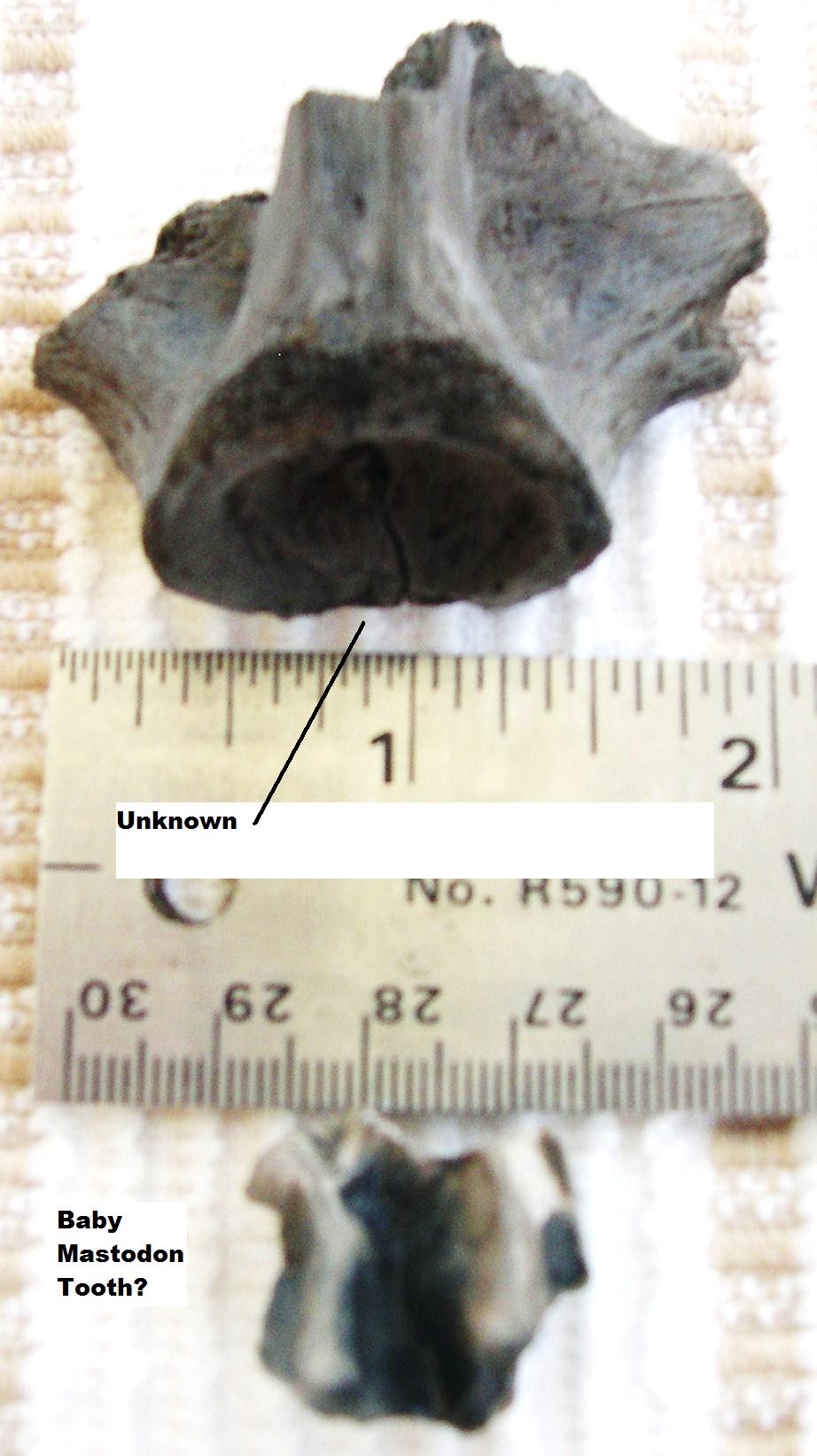 Possible Baby Mastodon Tooth - Fossil ID - The Fossil Forum