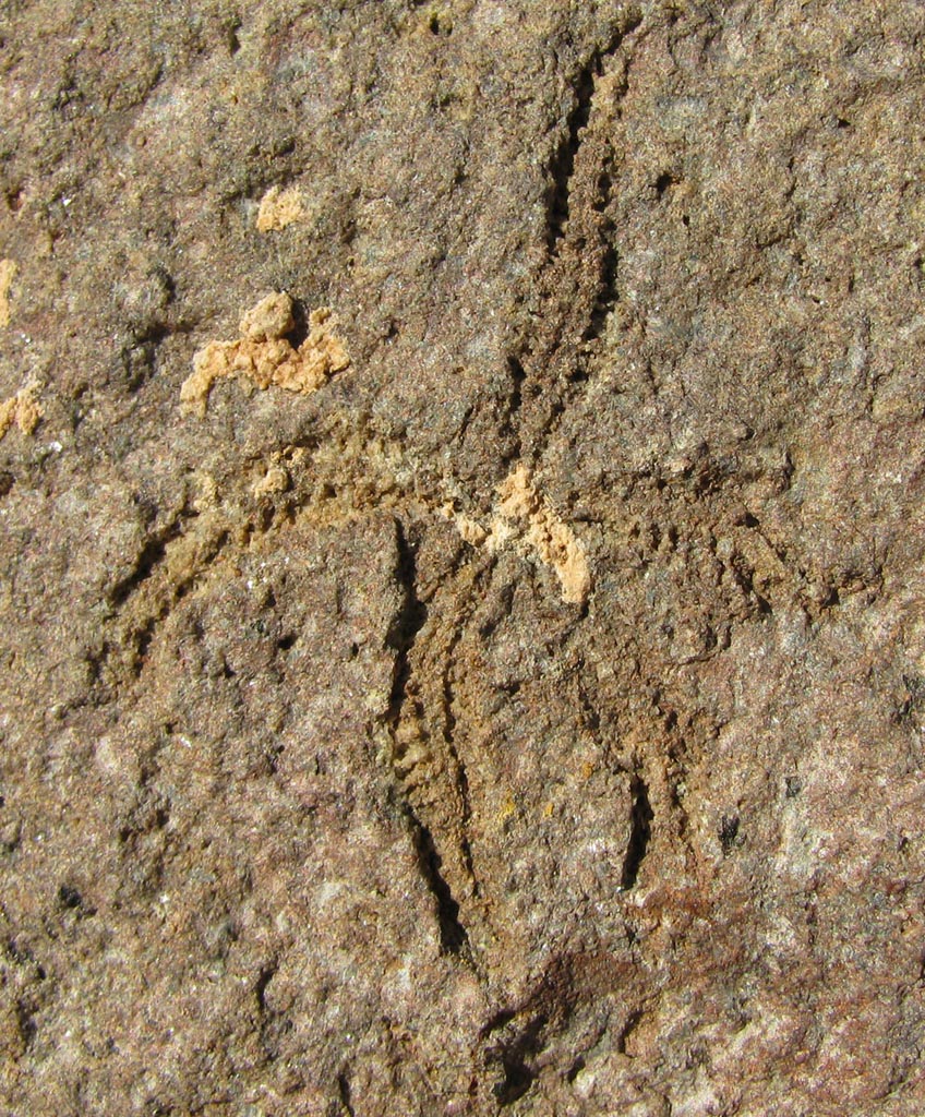 Dvps Fossil Fair Report - (The Show For Those Who Couldn't Make It To ...