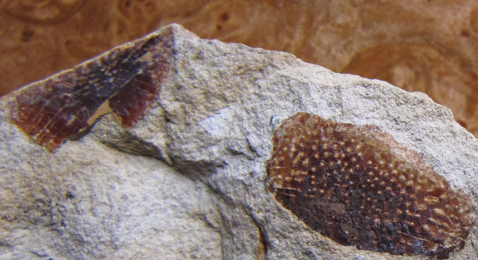 Fossil Fish Scales - General Fossil Discussion - The Fossil Forum