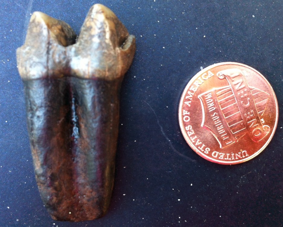 Unknown Carnivore Molar (Thinking Feline) - Fossil ID - The Fossil Forum