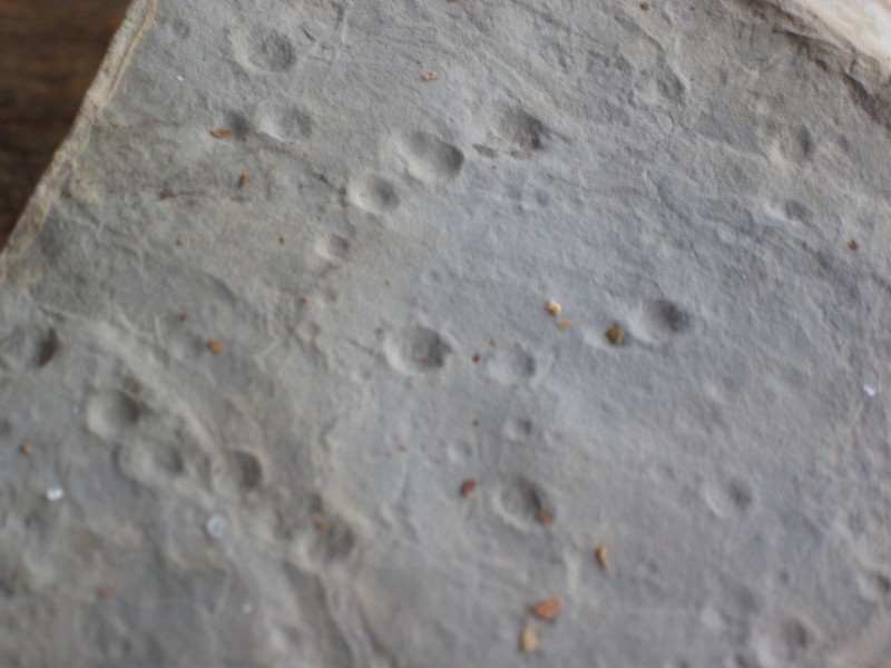 Raindrops ? - Fossil ID - The Fossil Forum