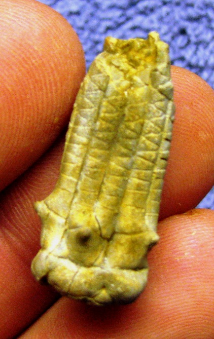 Cen Tex, Crinoid Cup - Fossil Hunting Trips - The Fossil Forum