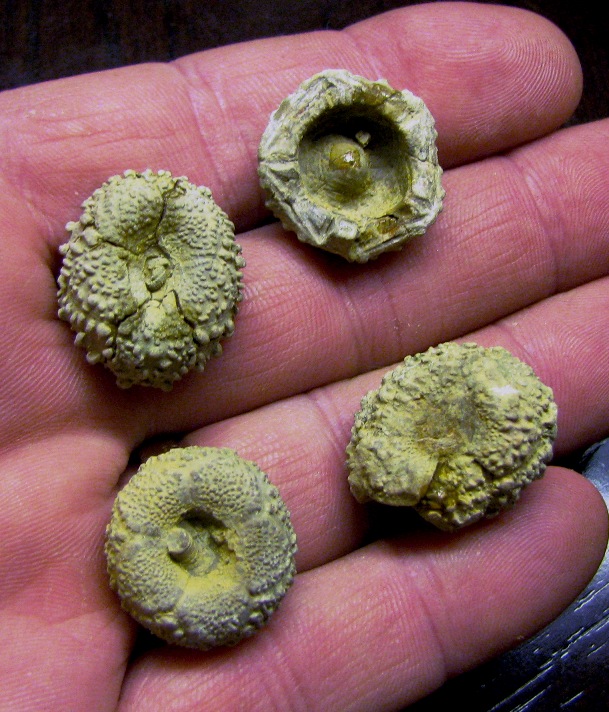Cen Tex, Crinoid Cup - Fossil Hunting Trips - The Fossil Forum