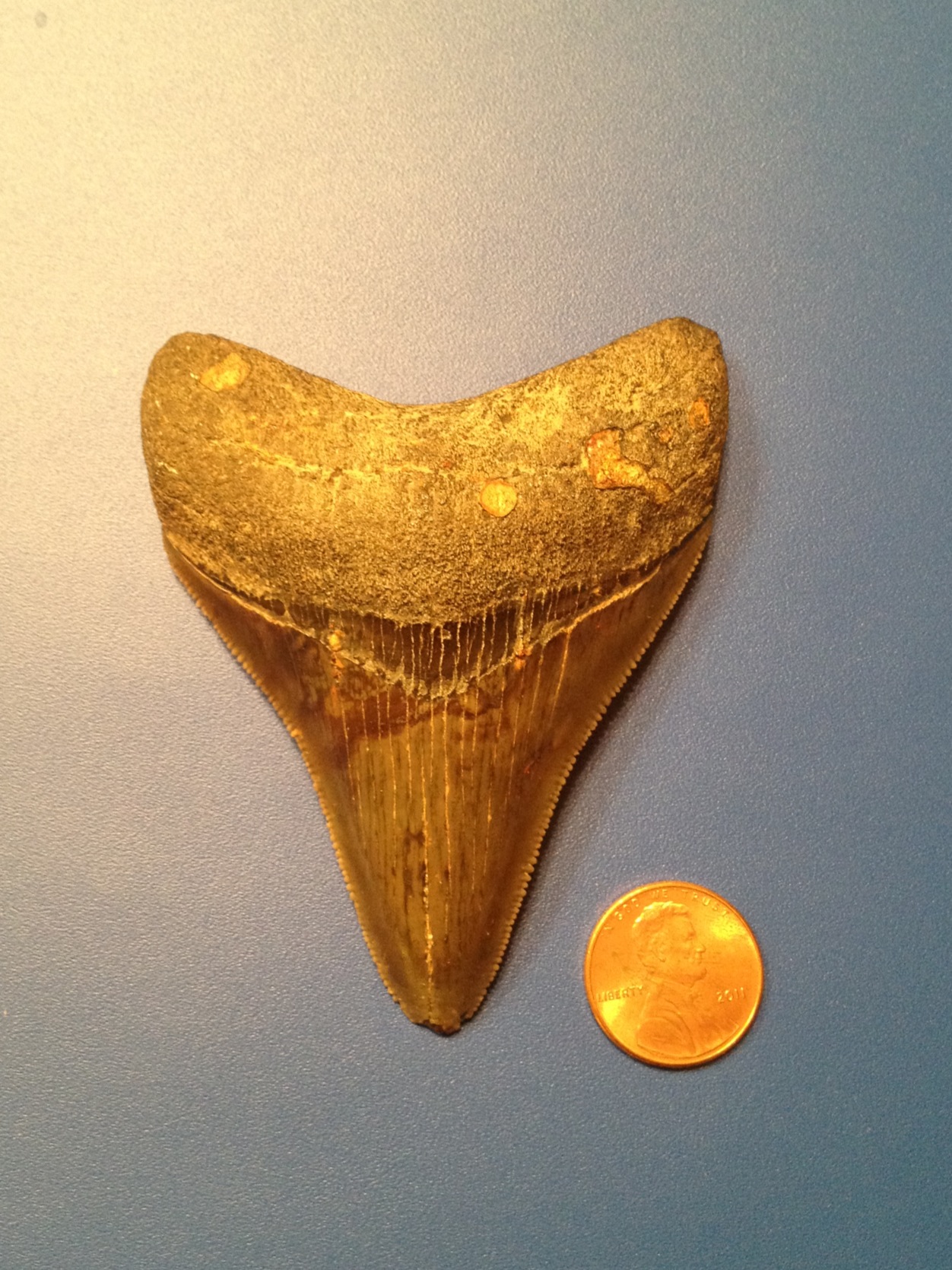 My First Complete Meg - Fossil Hunting Trips - The Fossil Forum
