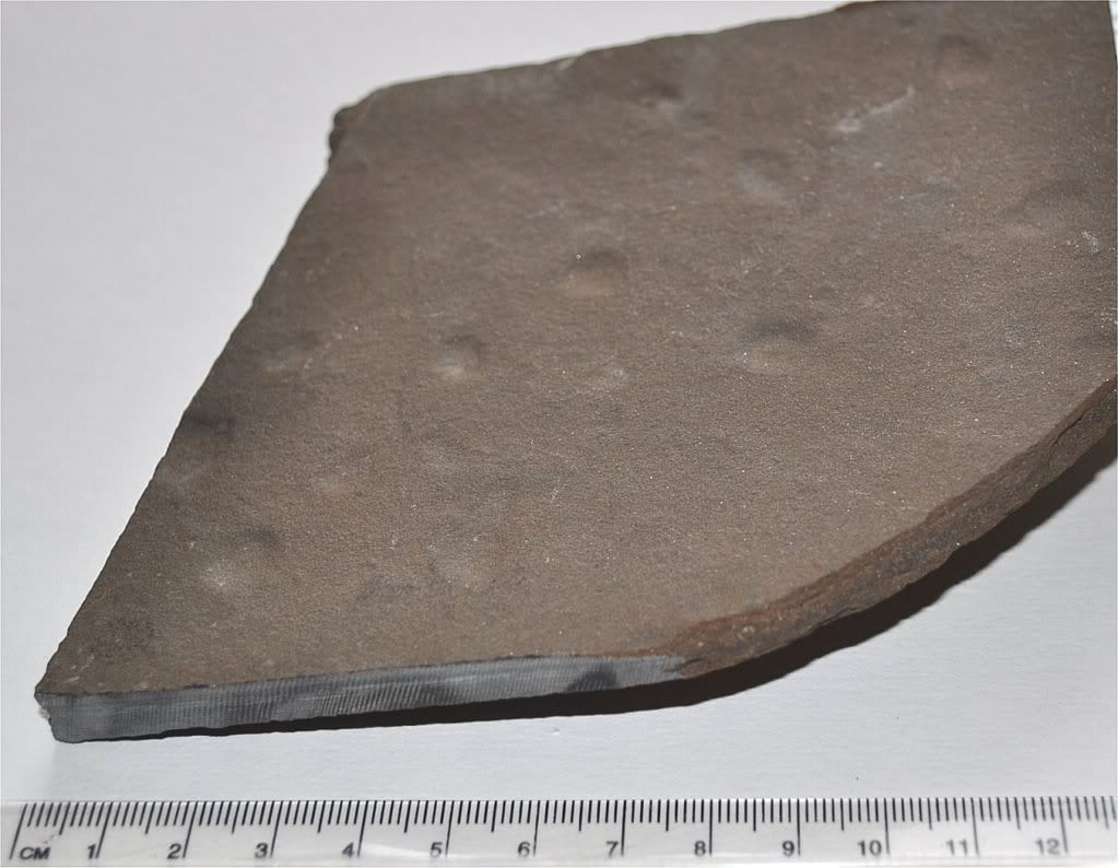Raindrops ? - Fossil ID - The Fossil Forum