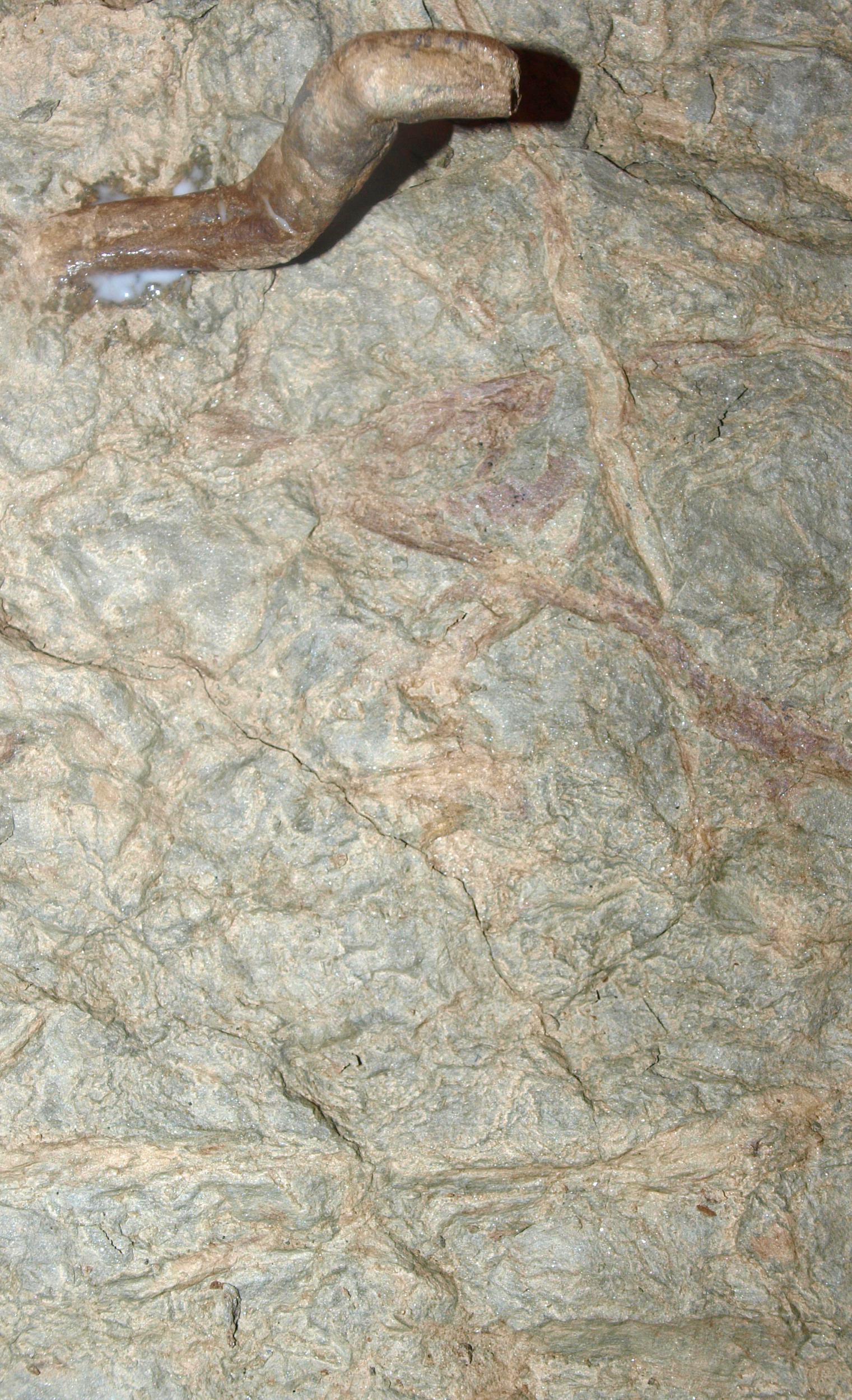 Worm Trace Fossil With Worm! - General Fossil Discussion - The Fossil Forum