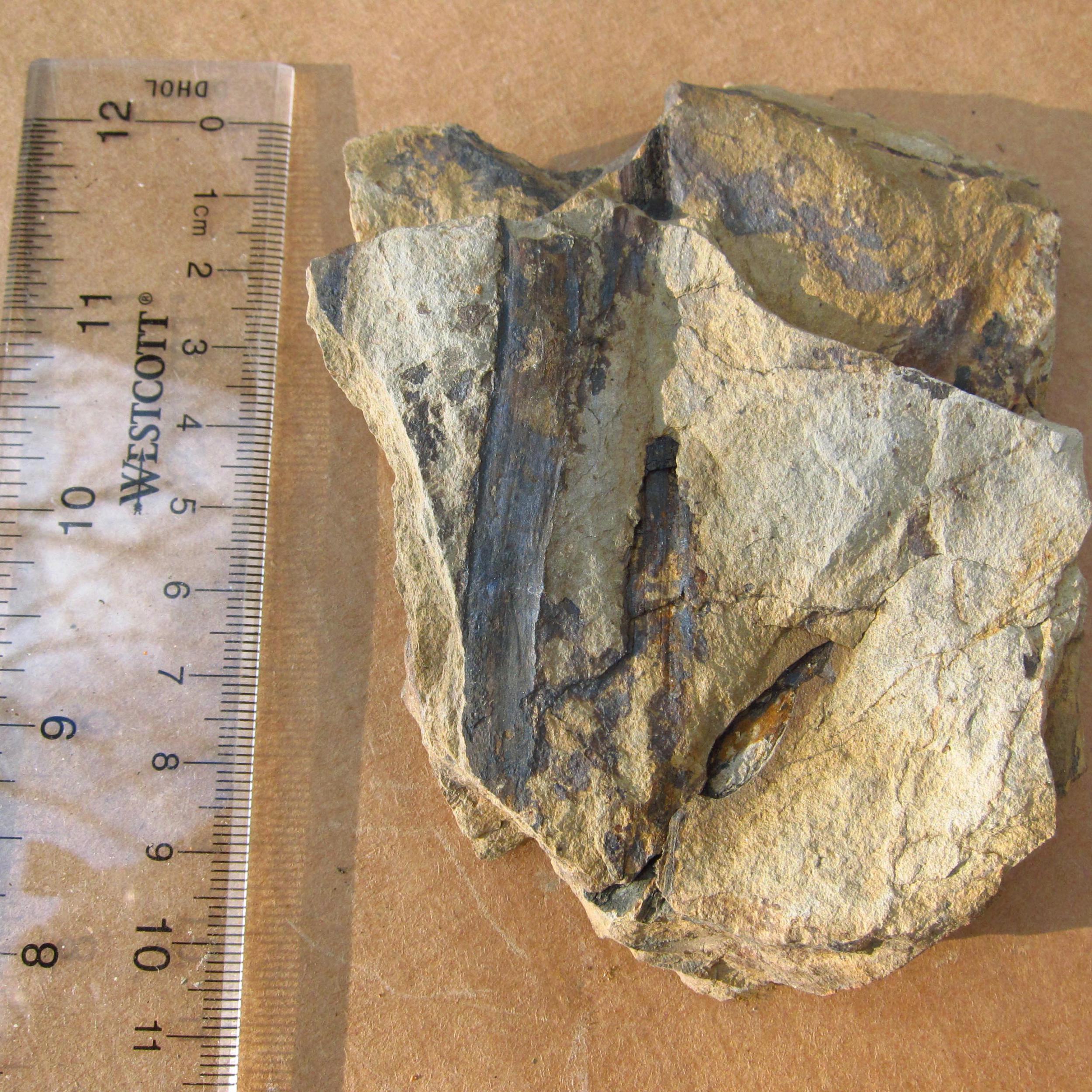 Early Jurassic Plants In Western Massachusetts - Fossil Hunting Trips ...
