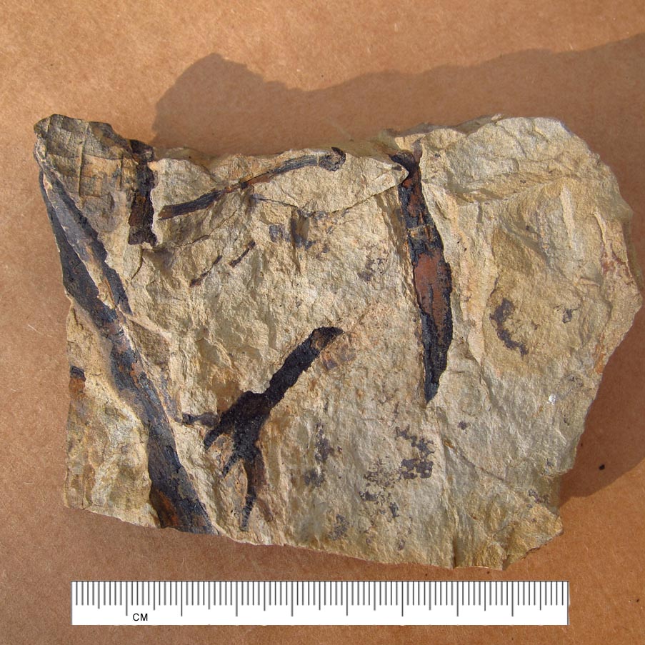Early Jurassic Plants In Western Massachusetts - Fossil Hunting Trips ...