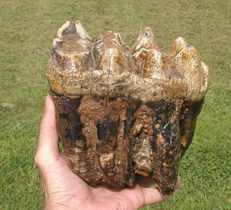 American Mastodon Stomach Contents - General Fossil Discussion - The ...