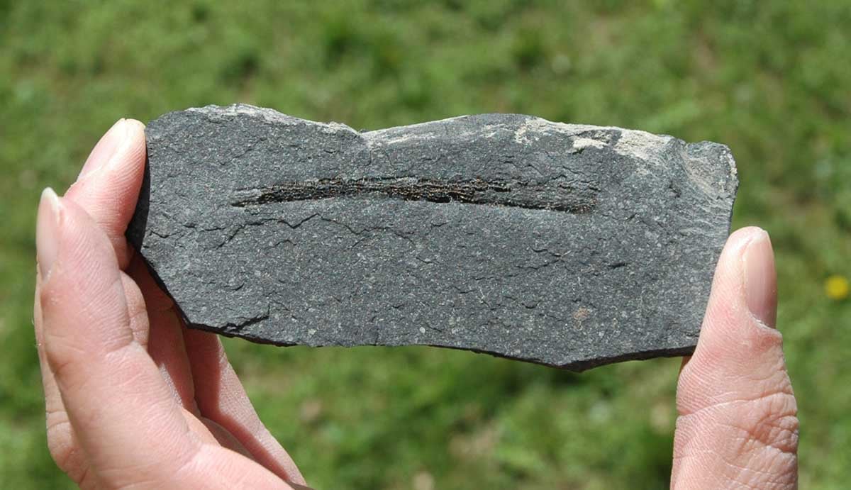 Fish And Crustaceans Of The Pennsylvanian Stark Shale - Member ...