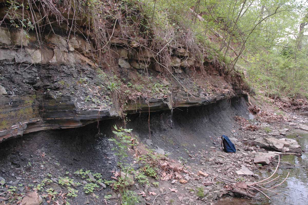Fish And Crustaceans Of The Pennsylvanian Stark Shale - Member ...