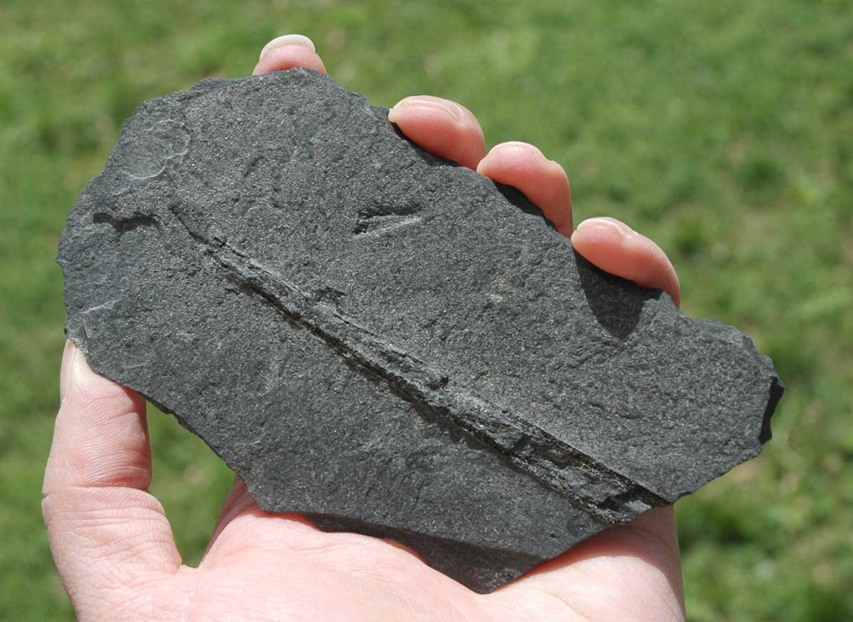 Fish And Crustaceans Of The Pennsylvanian Stark Shale - Member ...
