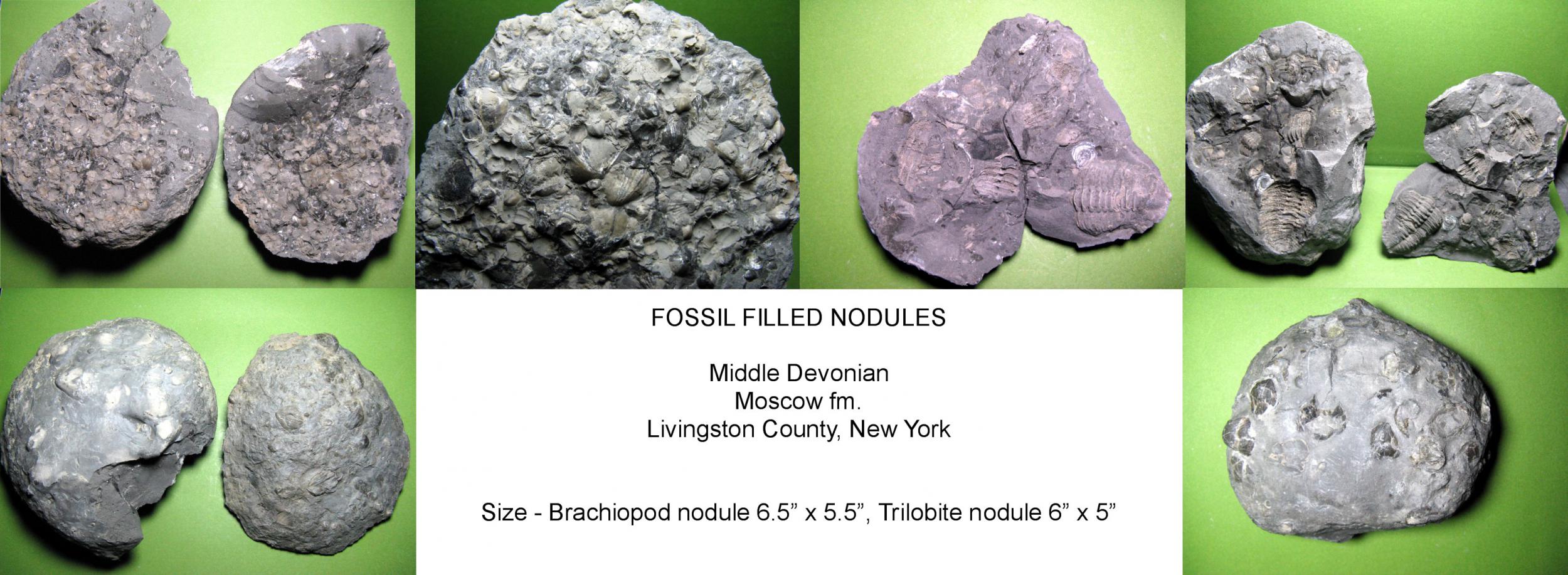 How Or Would You Prep This? - Fossil Preparation - The Fossil Forum