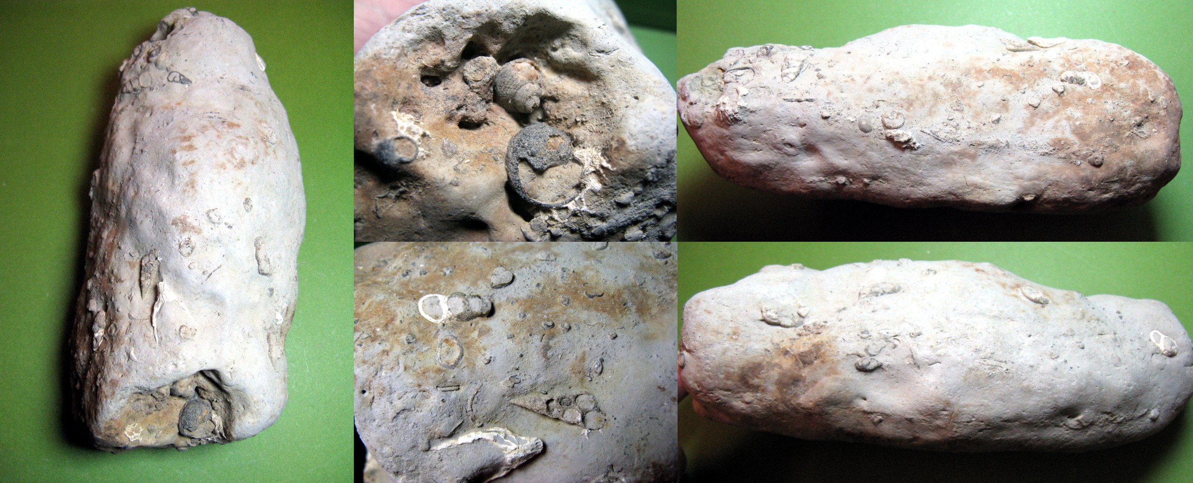 How Or Would You Prep This? - Fossil Preparation - The Fossil Forum