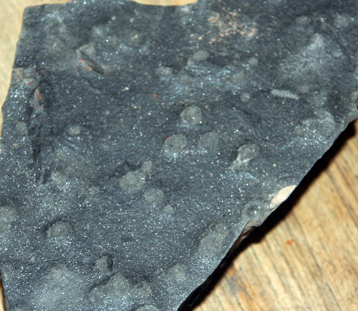 Raindrops ? - Fossil ID - The Fossil Forum