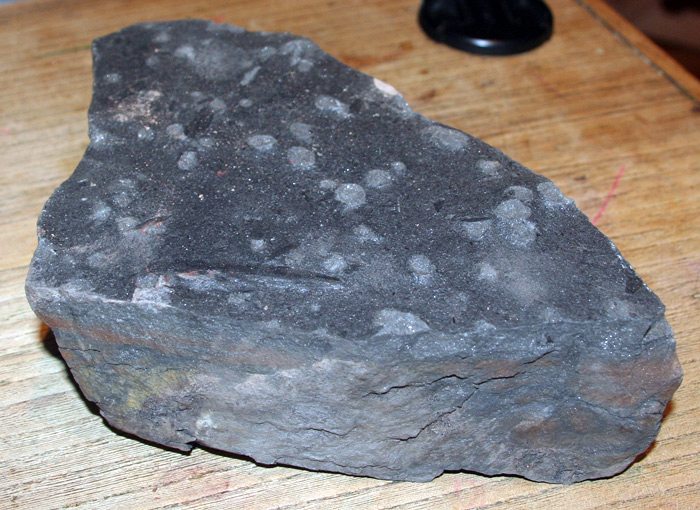 Raindrops ? - Fossil ID - The Fossil Forum