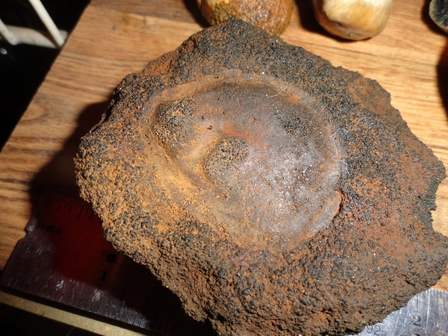 Crosswicks Creek 4/11/12 - Fossil Hunting Trips - The Fossil Forum