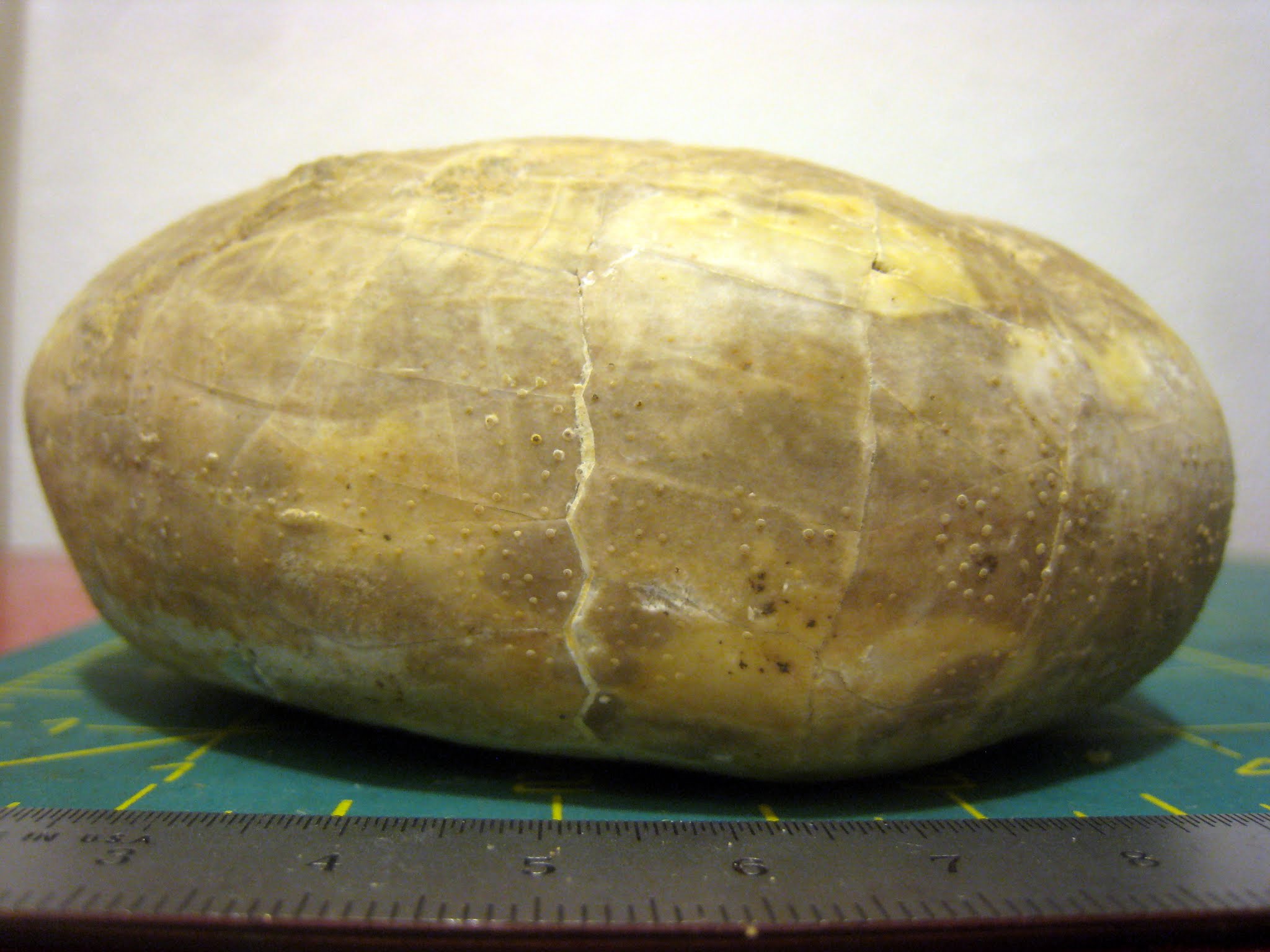 Heart Urchin, Upper Cretaceous - Fossil ID - The Fossil Forum