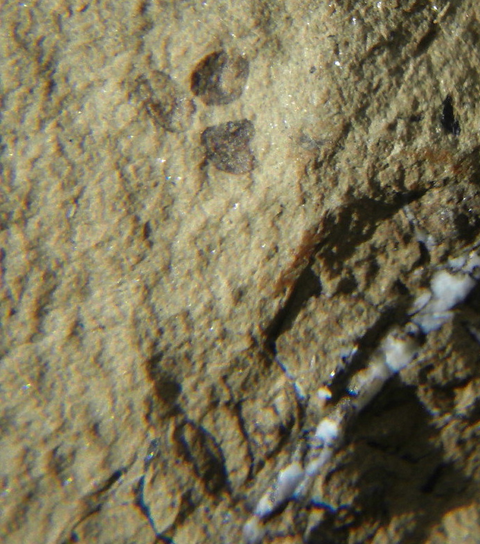 Calamostachys - General Fossil Discussion - The Fossil Forum