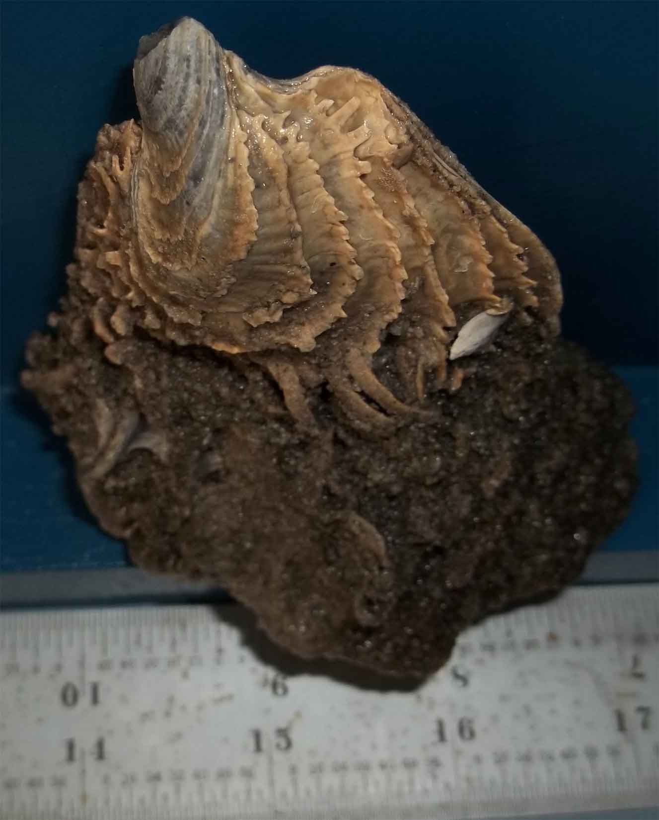 Need Help What Kind Of Cretaceous Oyster Is This? - Fossil ID - The ...