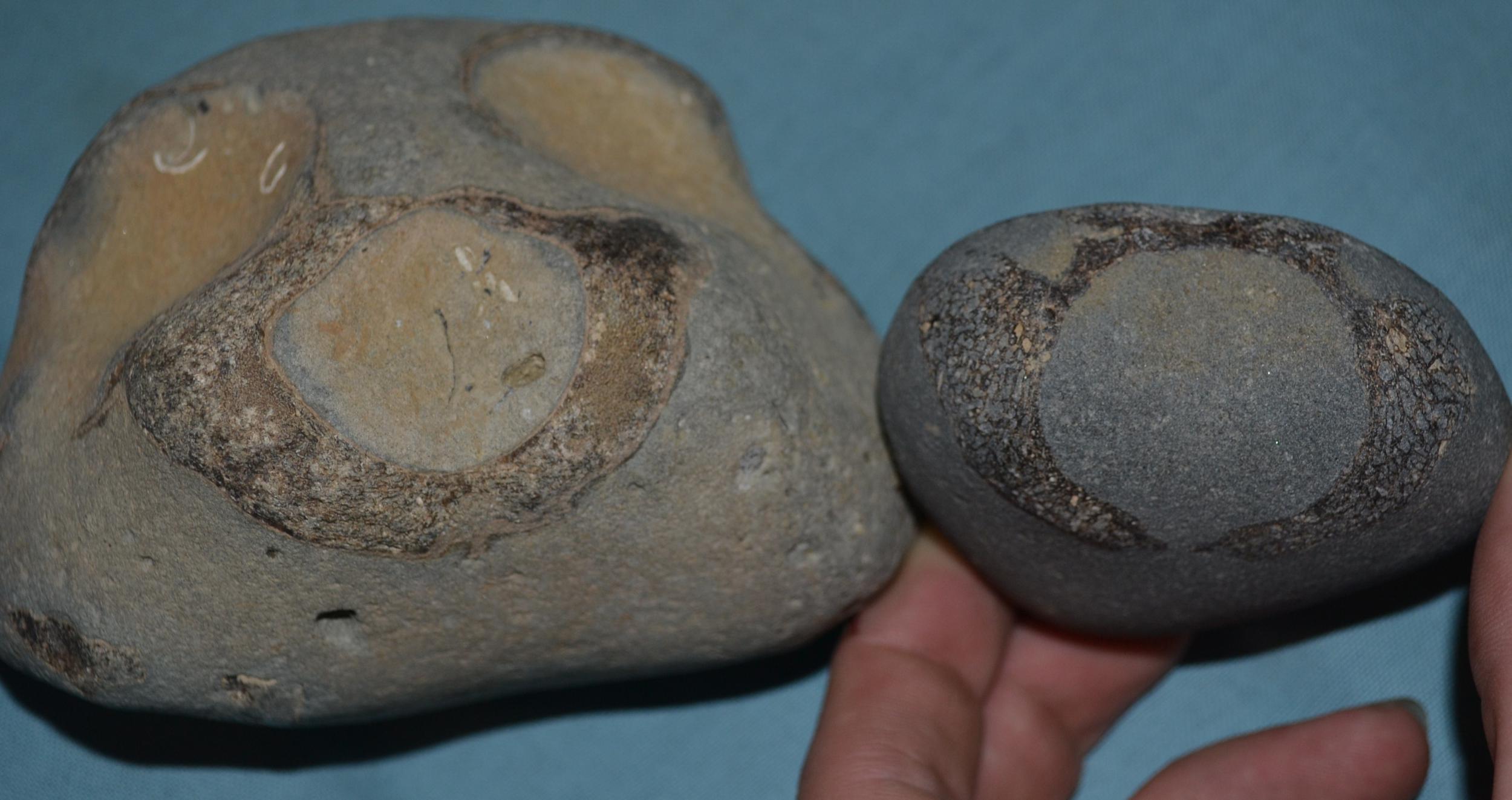 Occipital Condyle? - Fossil ID - The Fossil Forum