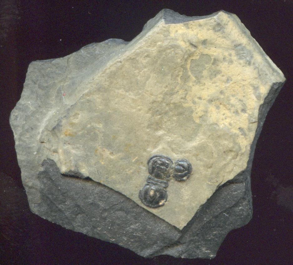Trilobite Ids - Fossil ID - The Fossil Forum