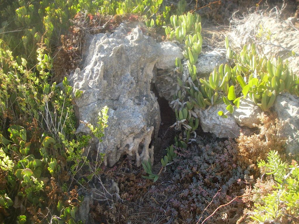 Fossil Worm Heaven - Micro-paleontology - The Fossil Forum