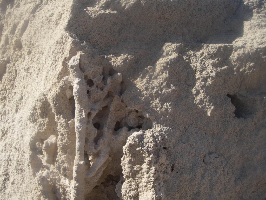 Fossil Worm Heaven - Micro-paleontology - The Fossil Forum