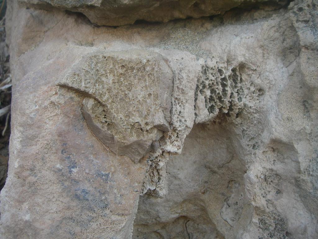 Fossil Worm Heaven - Micro-paleontology - The Fossil Forum