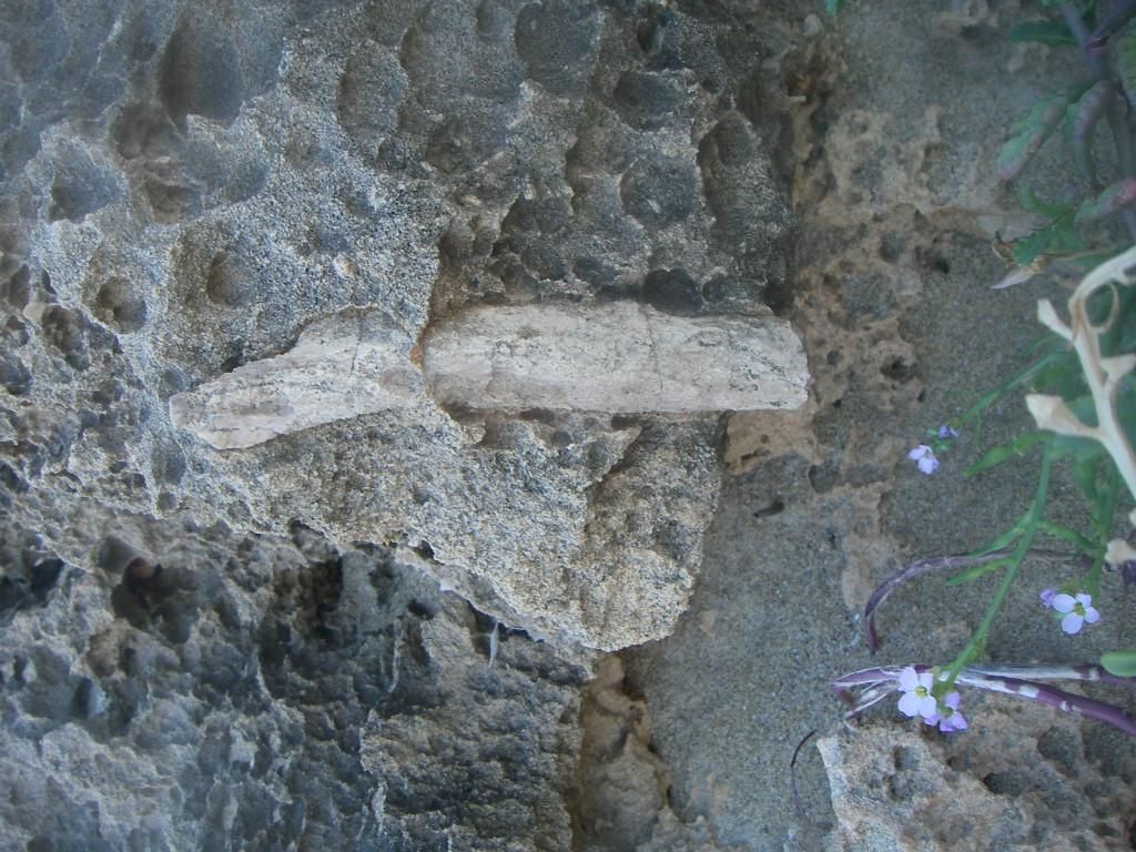Fossil Worm Heaven - Micro-paleontology - The Fossil Forum