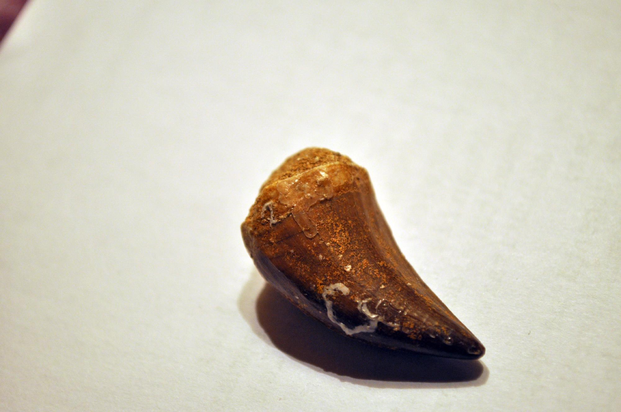 Interesting Tooth - Fossil ID - The Fossil Forum