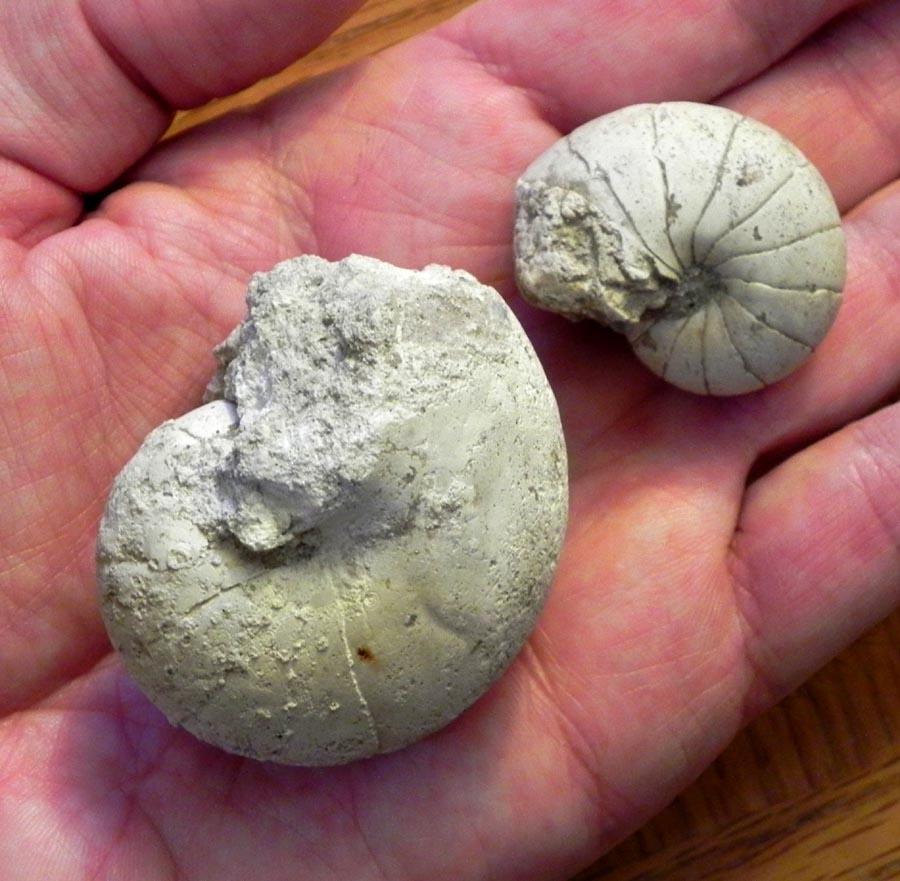 Bone? Big Shell Fragment? ....cement? - Fossil ID - The Fossil Forum