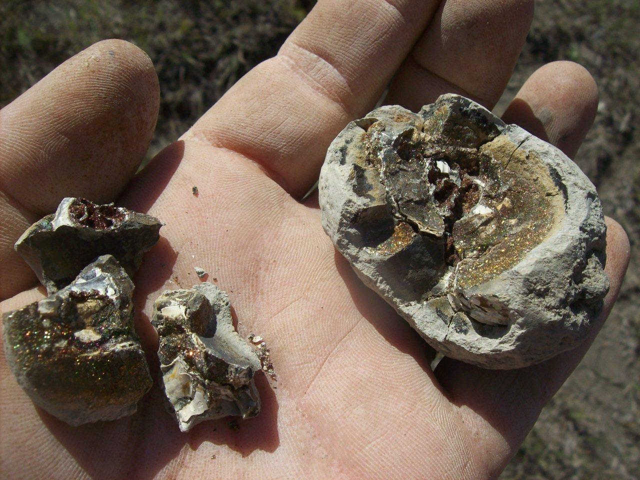 Colorful Kansas Ammonites - Member Collections - The Fossil Forum