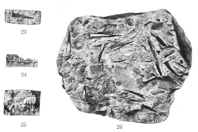 Segmented Organism Or Pseudofossil? - Fossil ID - The Fossil Forum