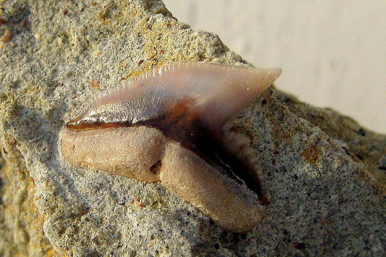 Show Us Your Pink Fossils! - Member Collections - The Fossil Forum