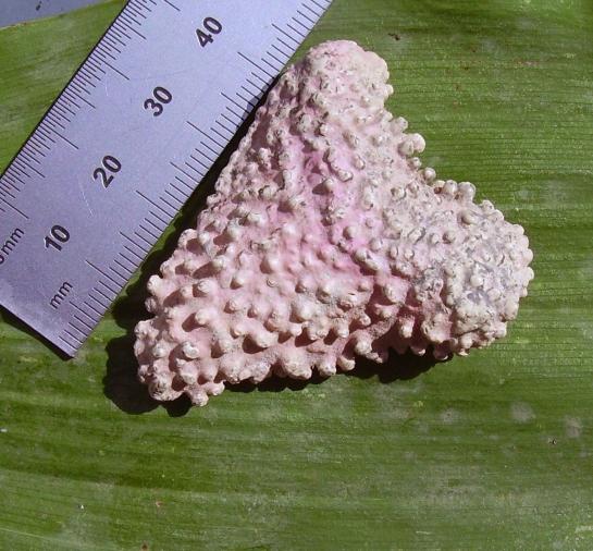 Show Us Your Pink Fossils! - Member Collections - The Fossil Forum