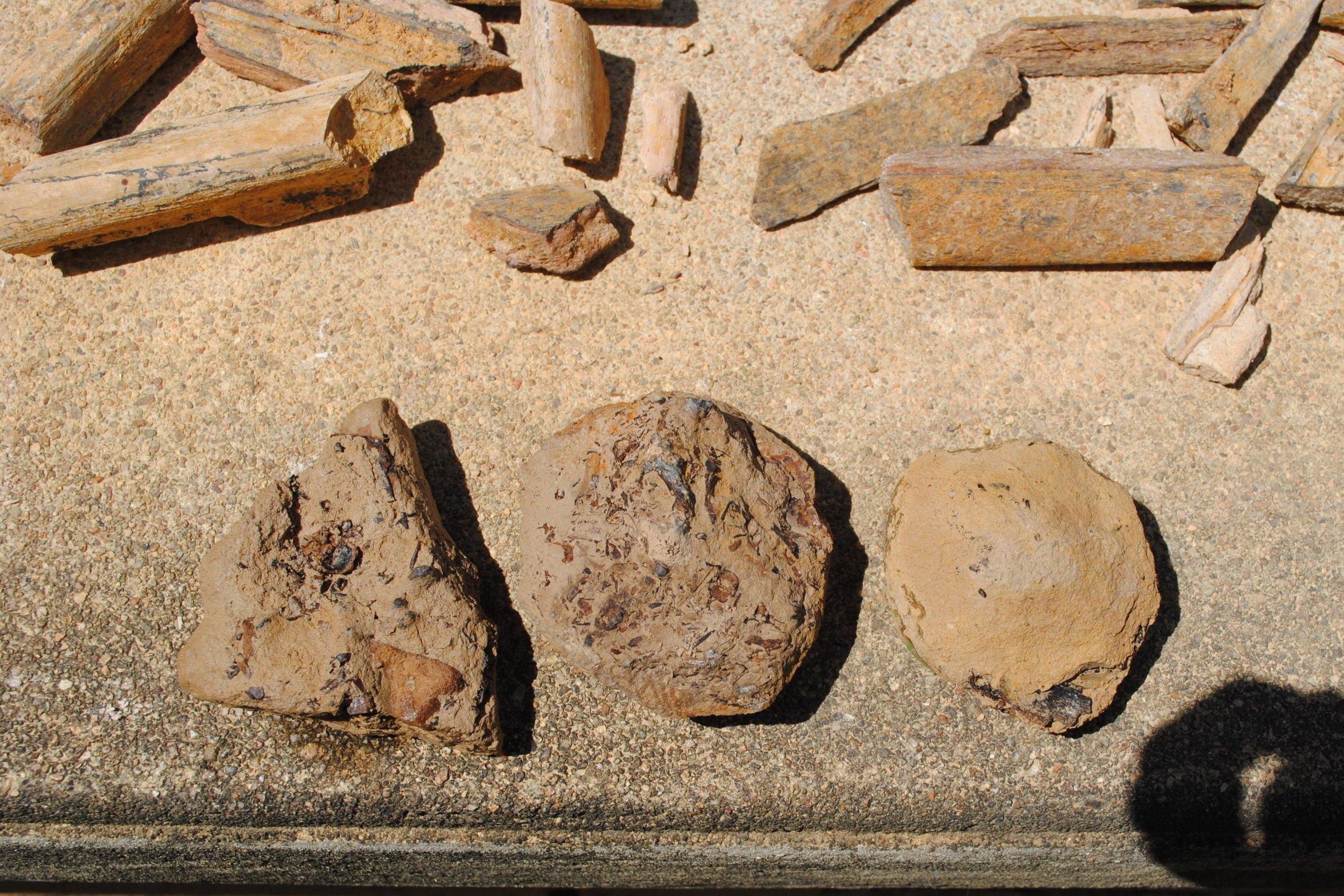 Organic Nodular Inclusions? - Fossil ID - The Fossil Forum
