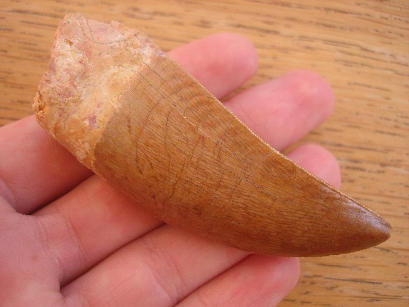 Something For Everyone - Member Collections - The Fossil Forum