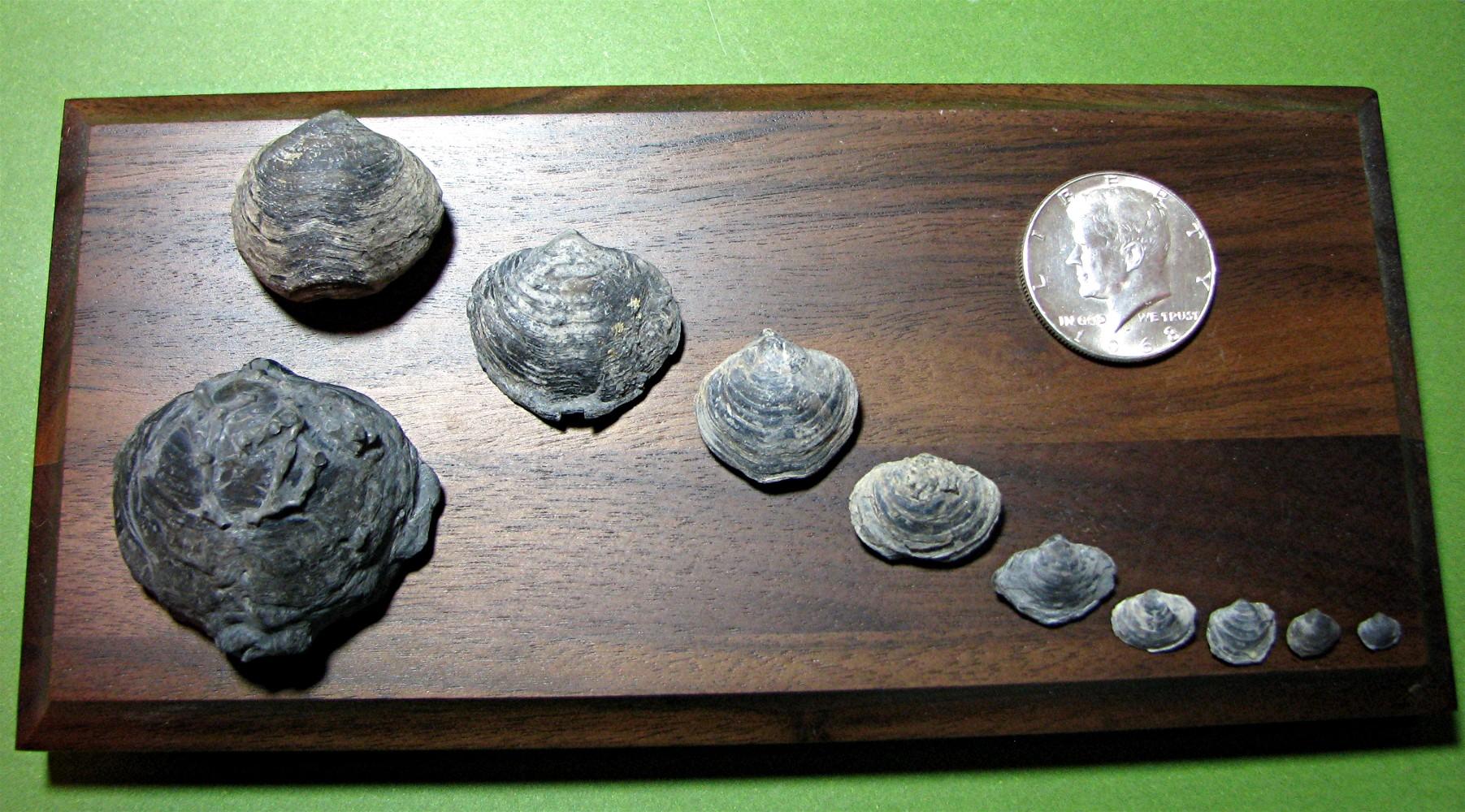 The Largest Athyris I Have Ever Seen! - Member Collections - The Fossil ...