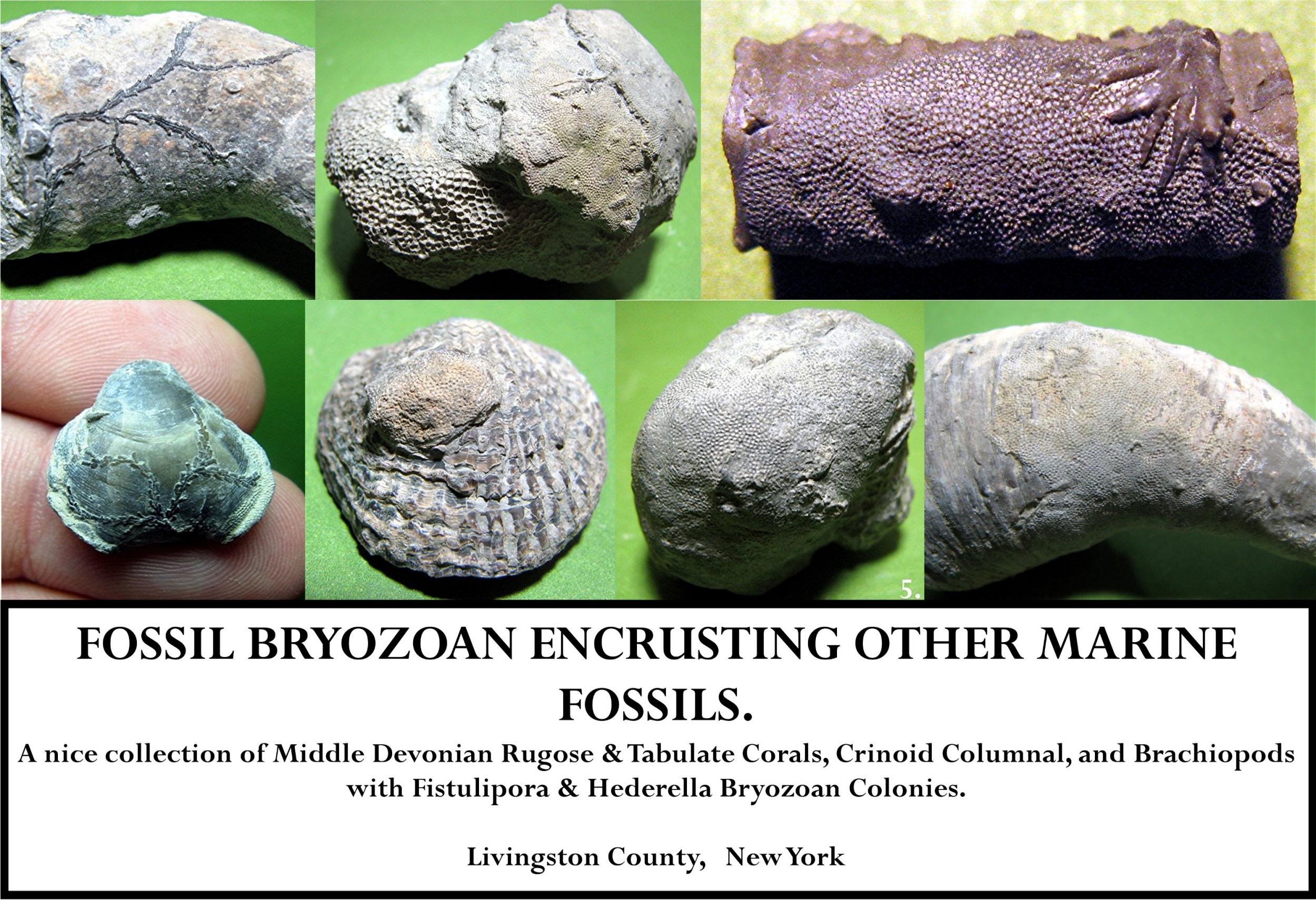 Show Us Your Bryozoan Encrustings. ;) - General Fossil Discussion - The ...