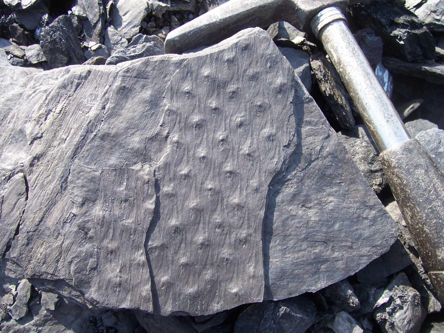 Mariopteris And Calamites Goepperti - Fossil Hunting Trips - The Fossil ...