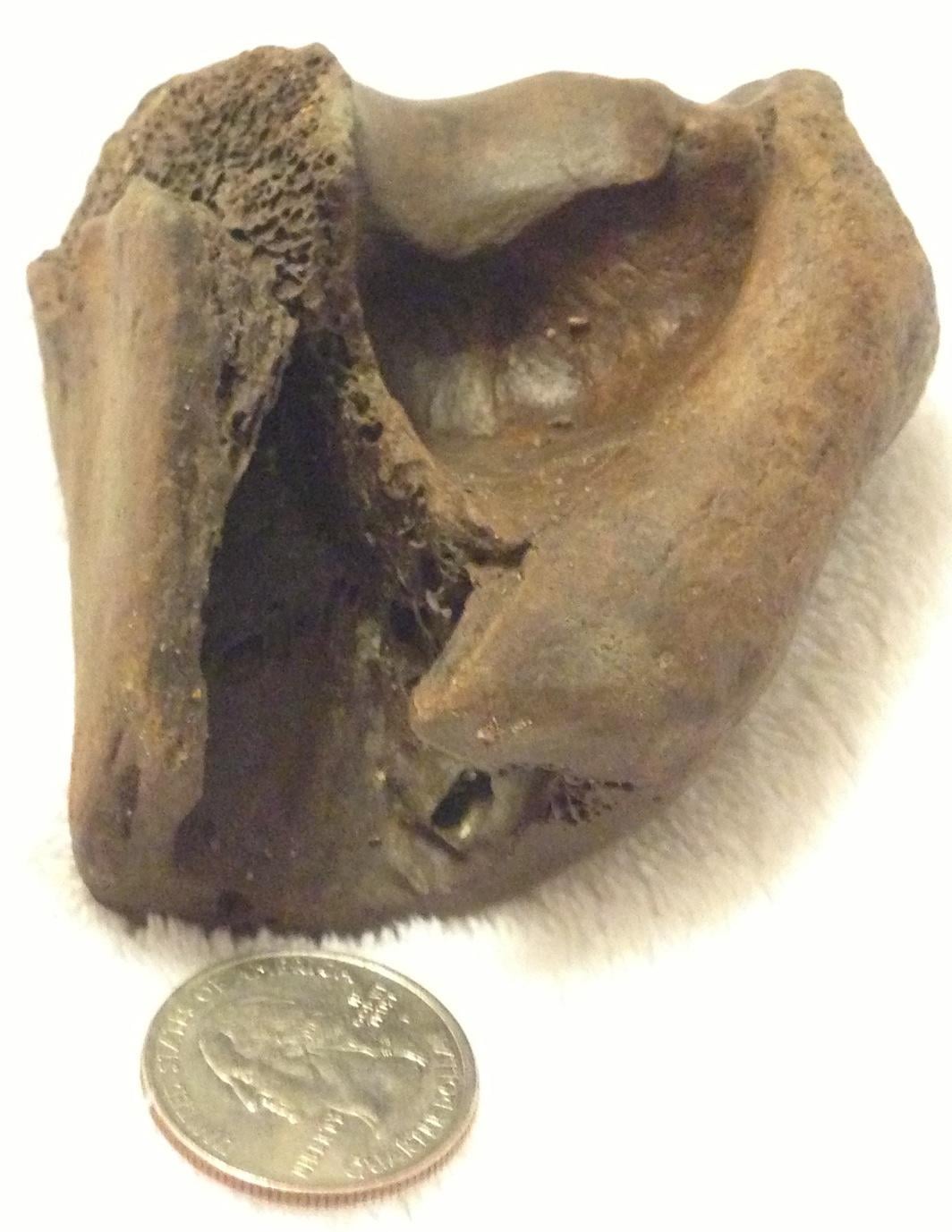 Bone From Post Oak Creek, Sherman Texas - Fossil ID - The Fossil Forum