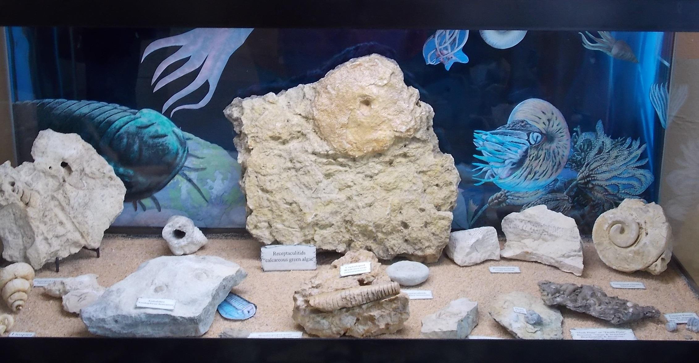 Ideas For Displaying Fossils - Page 3 - General Fossil Discussion - The ...