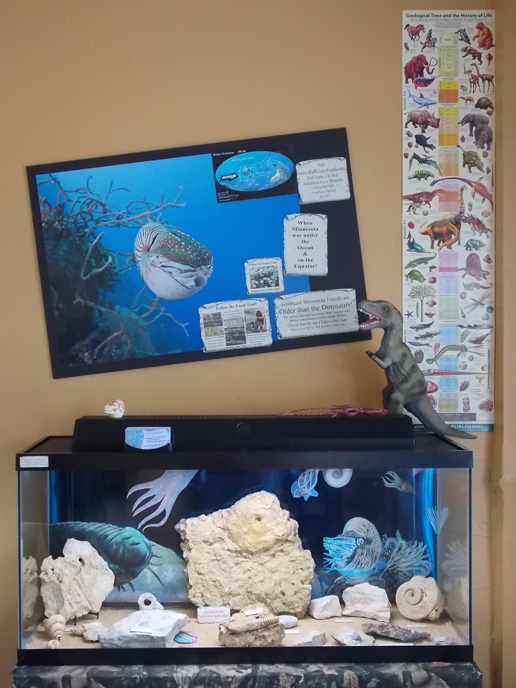 Ideas For Displaying Fossils - Page 3 - General Fossil Discussion - The ...