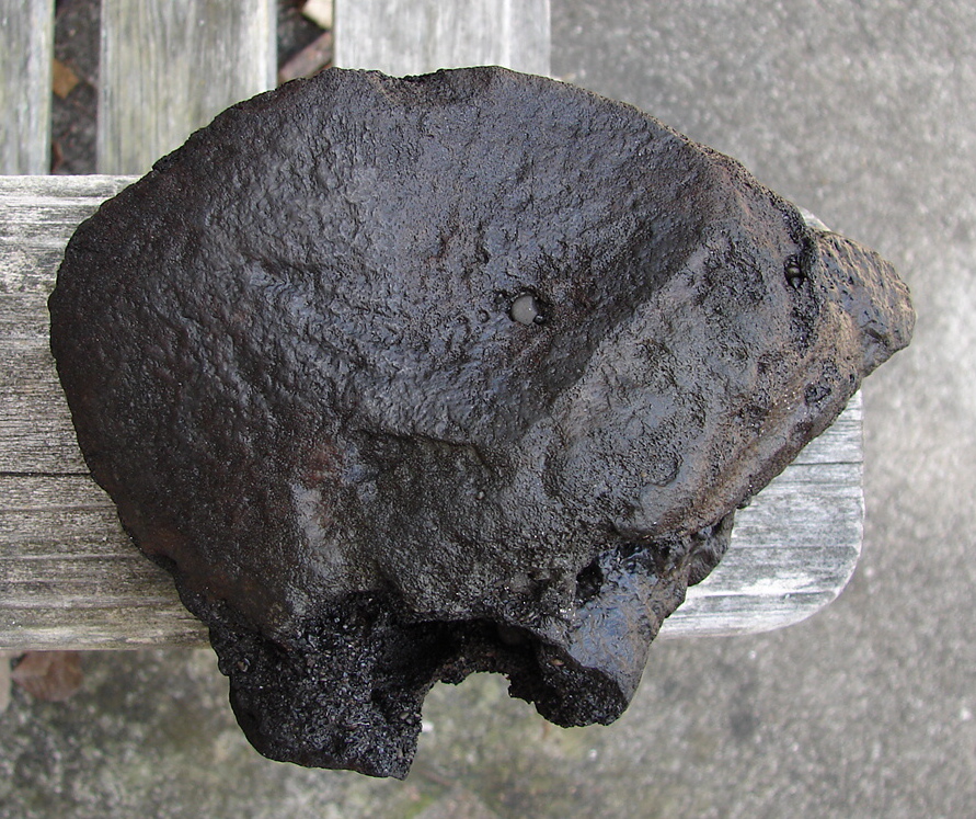 Large Bone From Peace River, Fl: Patella? - Fossil ID - The Fossil Forum
