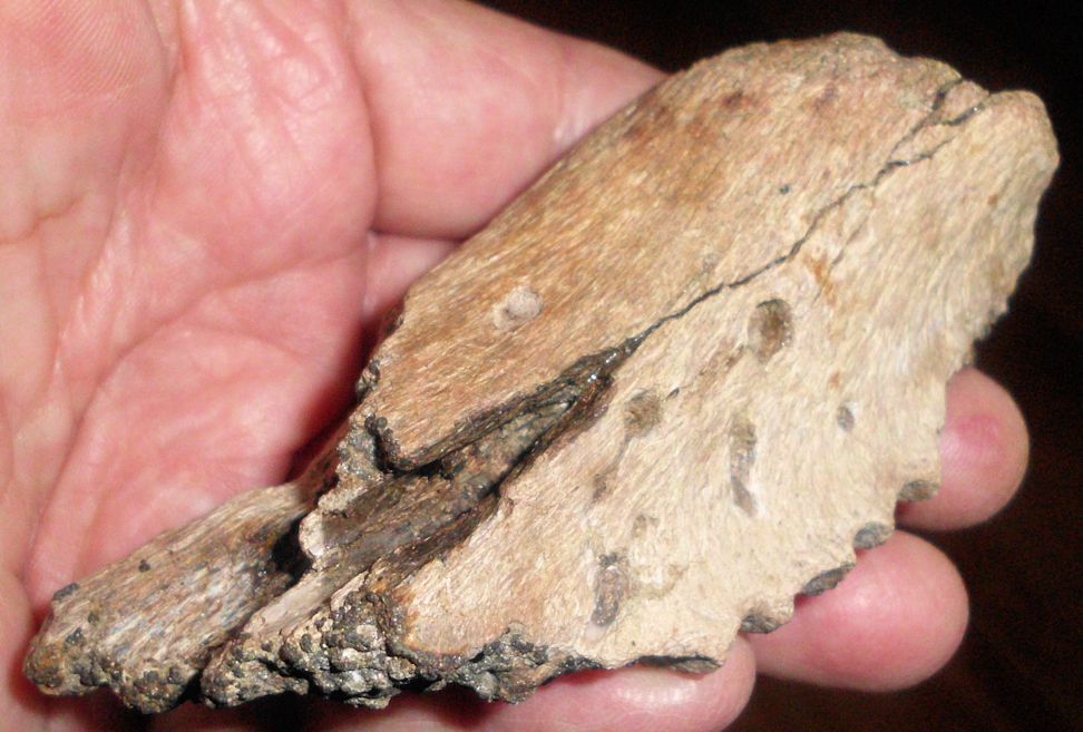 Odd Bone Fragment - Fossil ID - The Fossil Forum