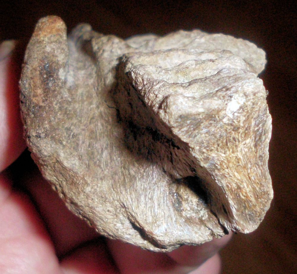 Odd Bone Fragment - Fossil ID - The Fossil Forum