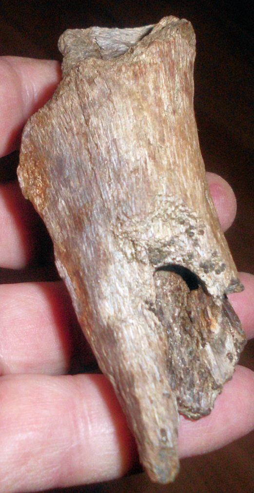 Odd Bone Fragment - Fossil ID - The Fossil Forum