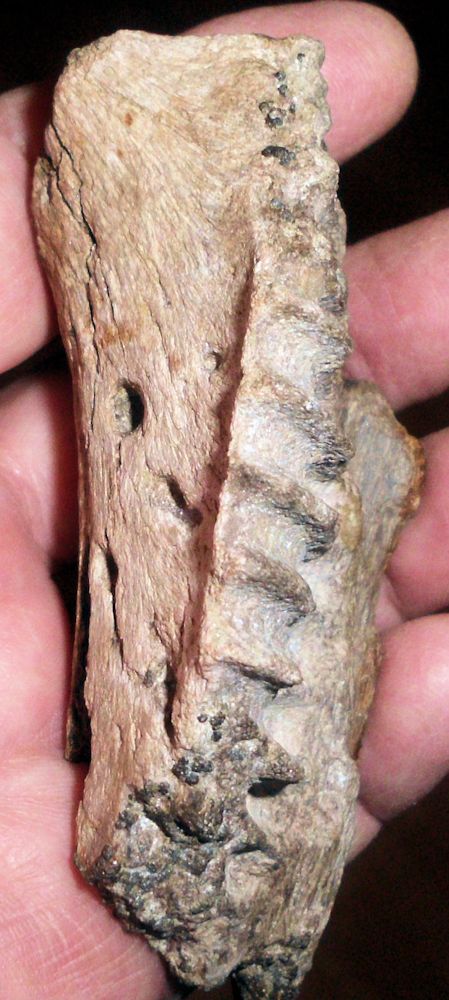 Odd Bone Fragment - Fossil ID - The Fossil Forum