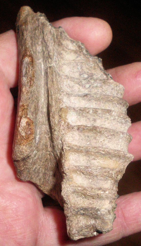 Odd Bone Fragment - Fossil ID - The Fossil Forum